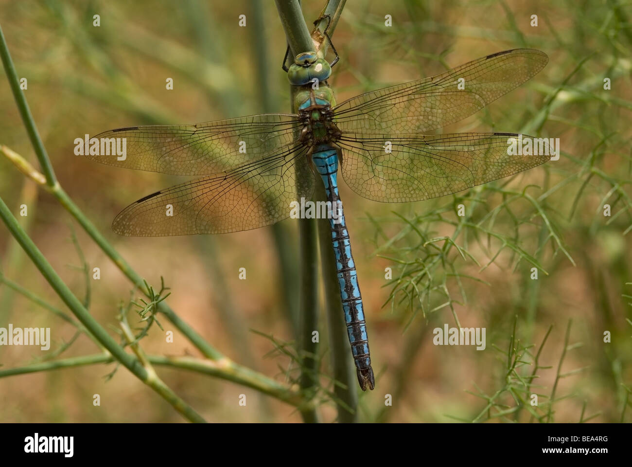 Keizerlibel hi-res stock photography and images - Alamy