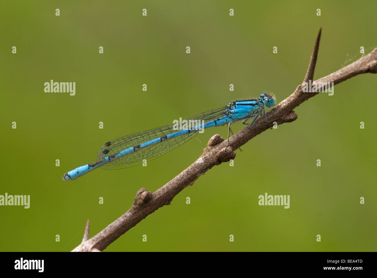 Watersnuffel man;Common Bluet male Stock Photo - Alamy