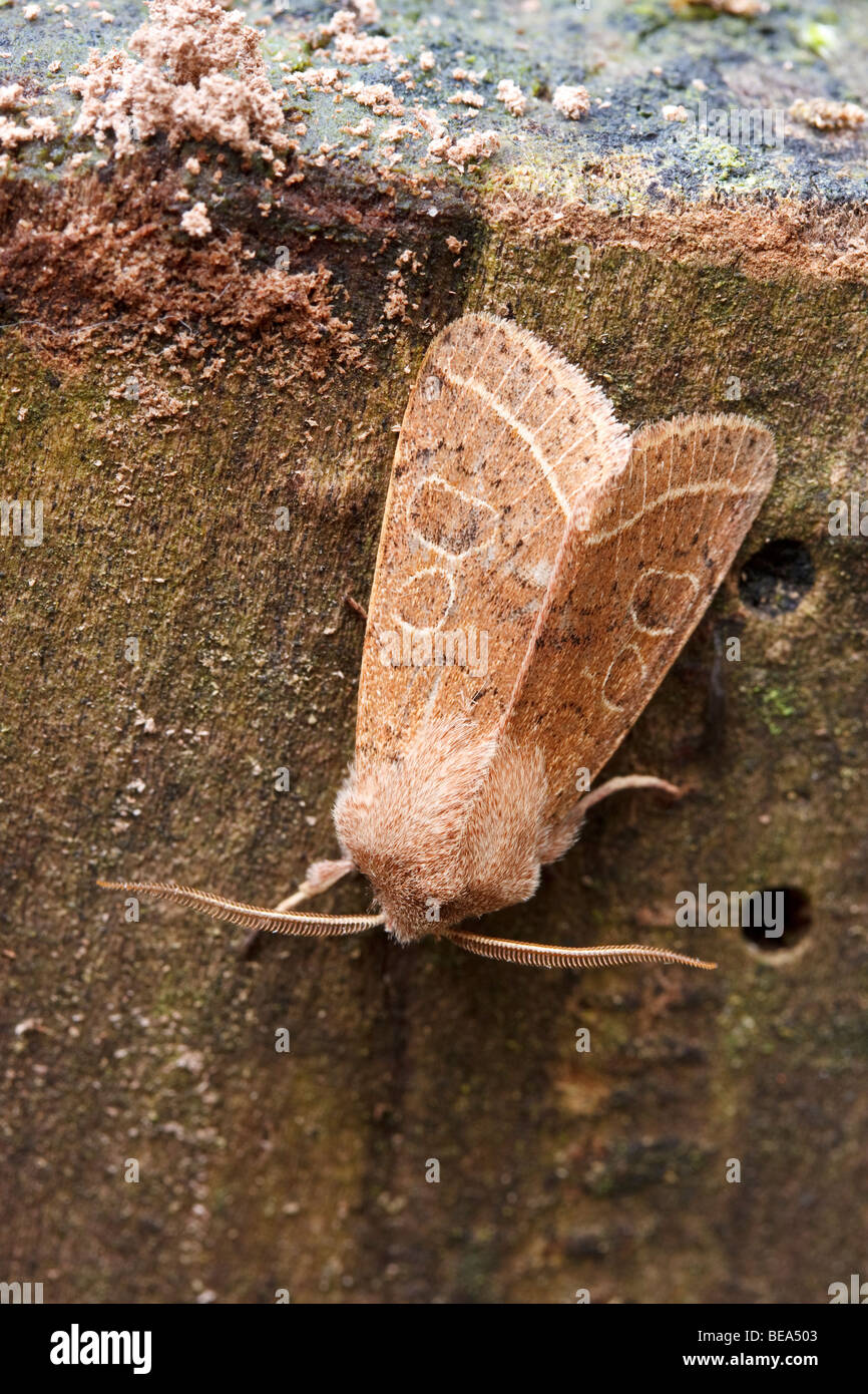 Common quaker orthosia cerasi hi-res stock photography and images - Alamy