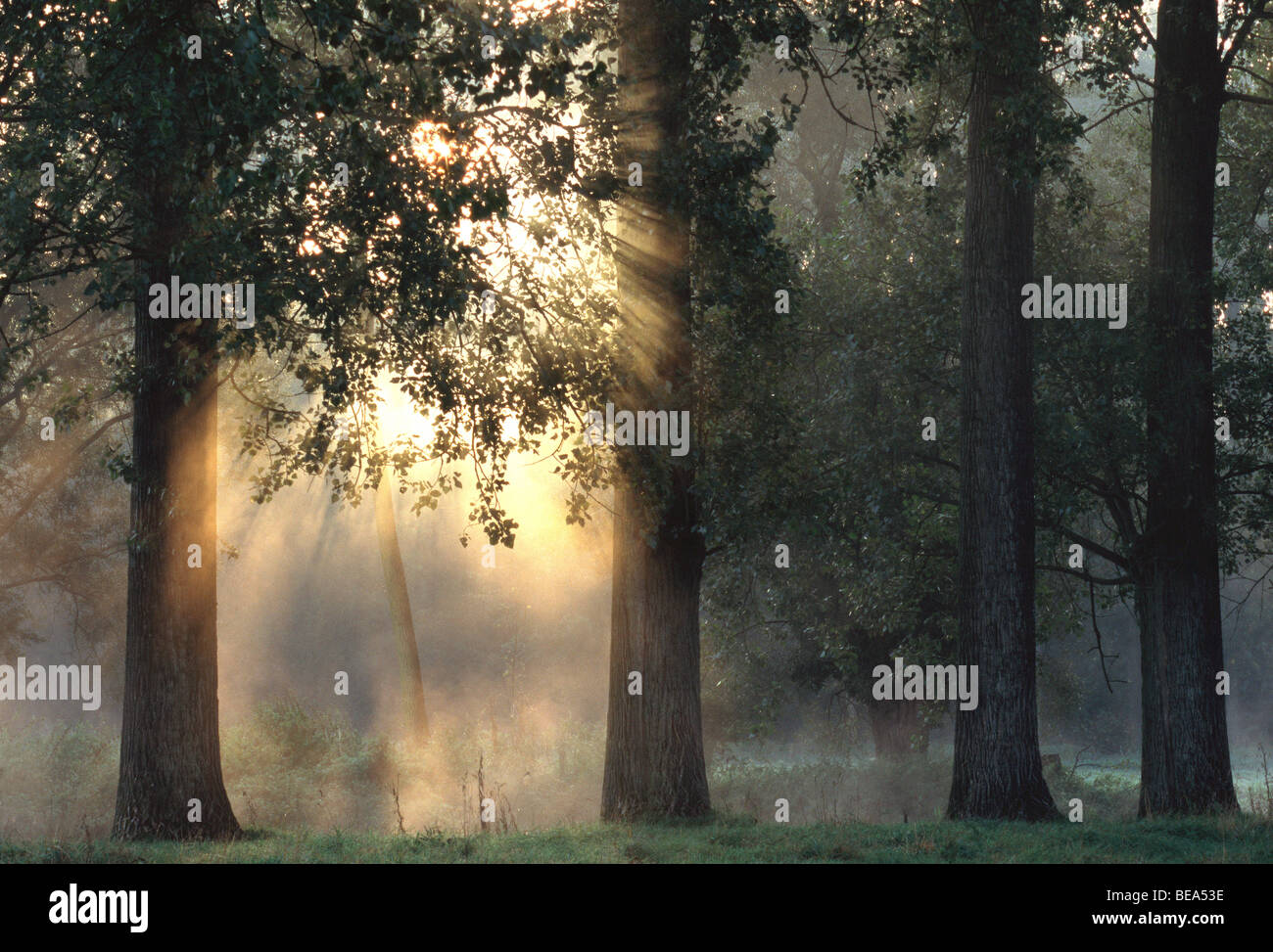 Row of poplars (Populus sp.) with sunrays, early morning, valley of ...