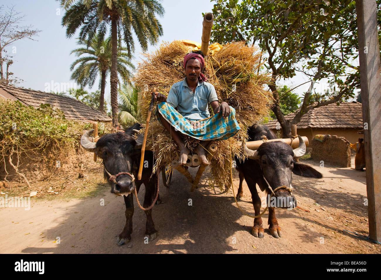 Indian farmer riding ox cart full of grain in Pandua in rural Bengal ...