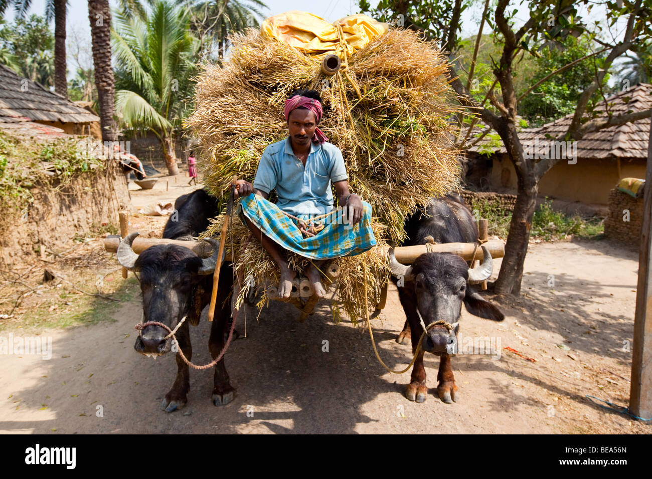 Indian farmer riding ox cart full of grain in Pandua in rural Bengal ...