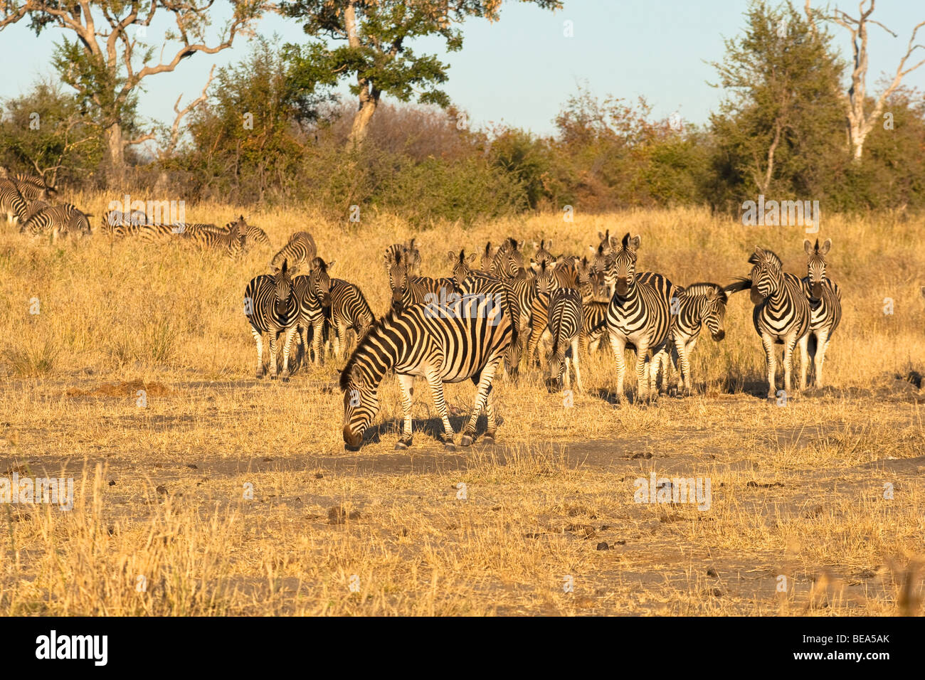 Zebra herd hi-res stock photography and images - Alamy