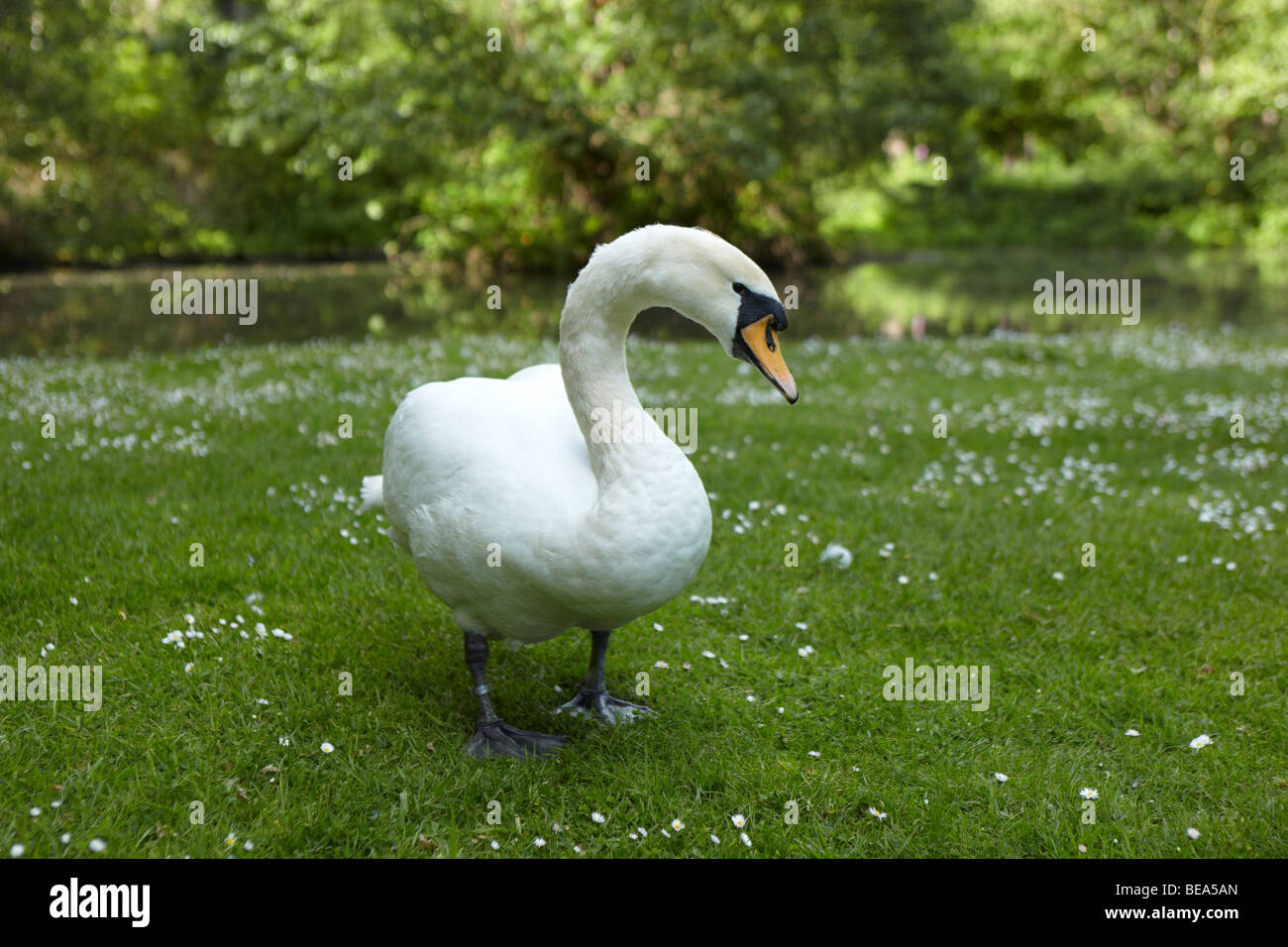 swan in a garden Stock Photo - Alamy