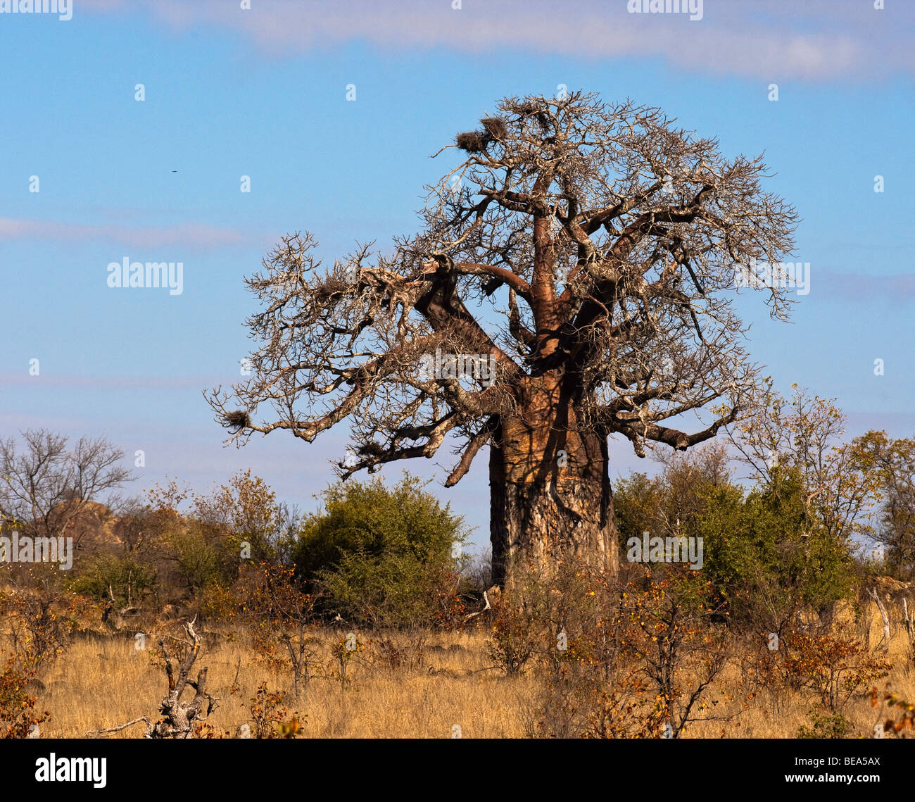 Boabab Tree High Resolution Stock Photography and Images - Alamy