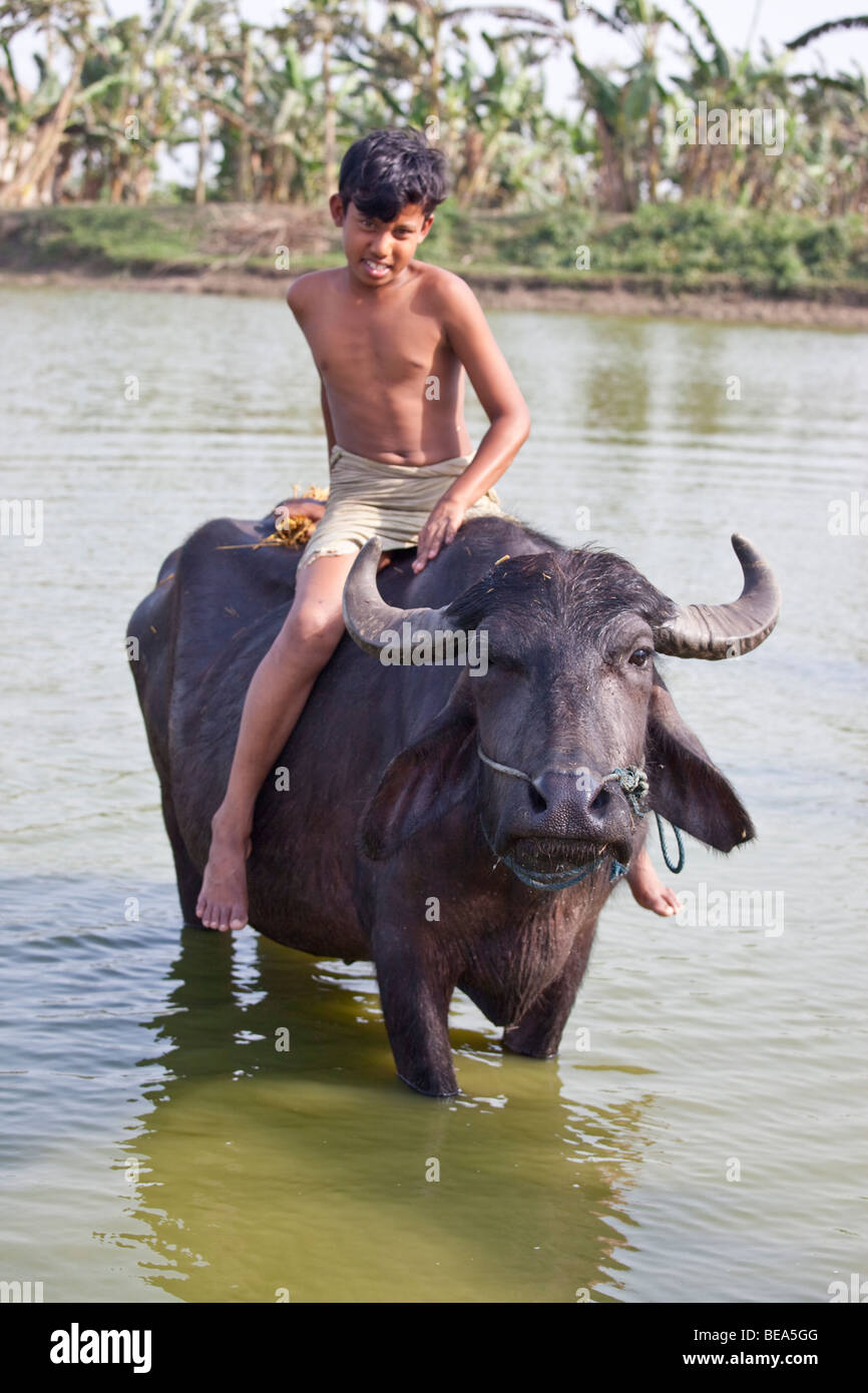 Boy Water Buffalo In River High Resolution Stock Photography and Images ...
