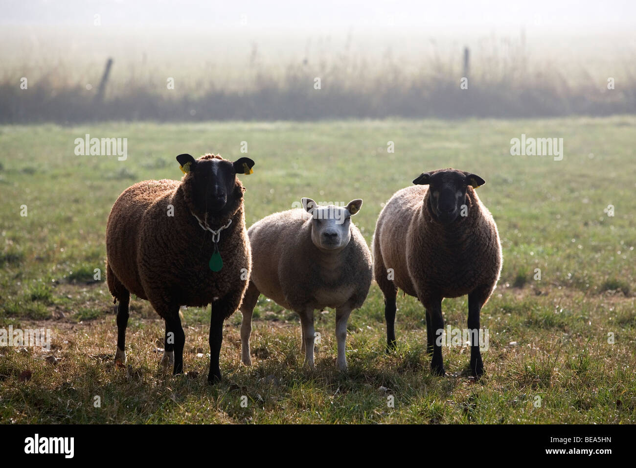Three standing sheep hi-res stock photography and images - Alamy