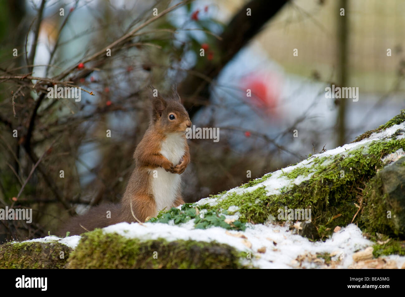 red squirrel on the alert! Stock Photo - Alamy
