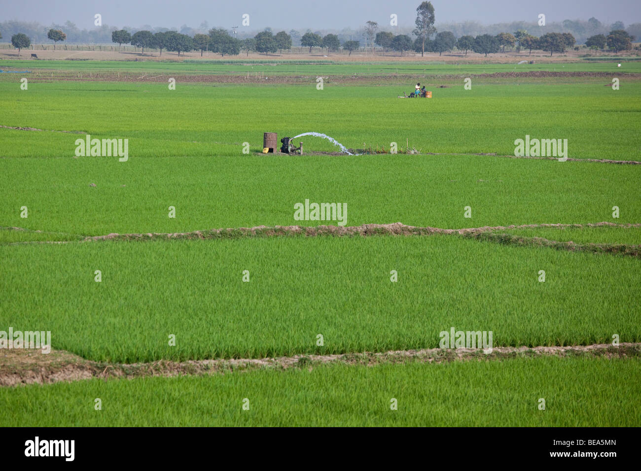 Rice field patties hi-res stock photography and images - Alamy