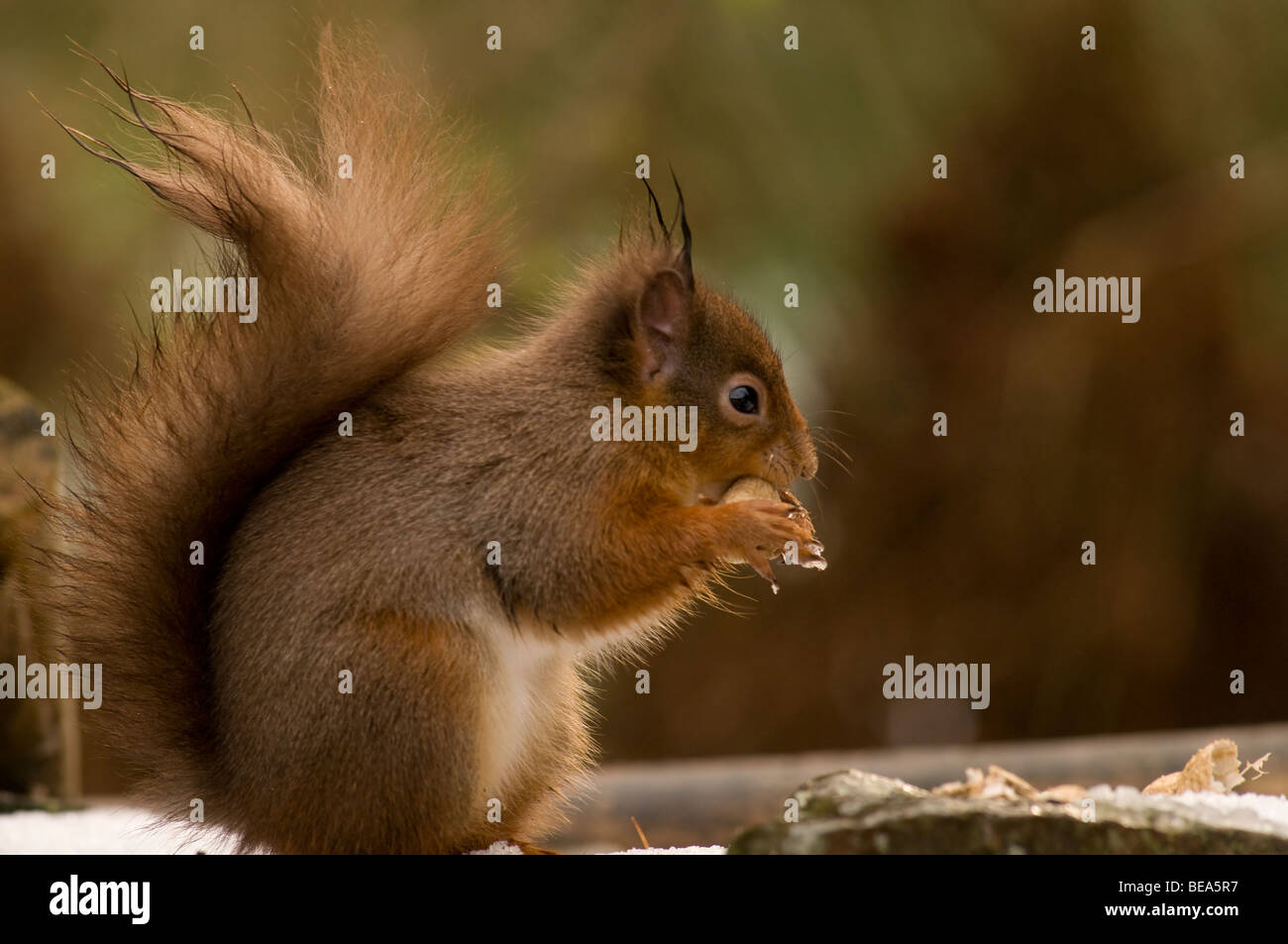 classic red squirrel pose with food Stock Photo - Alamy