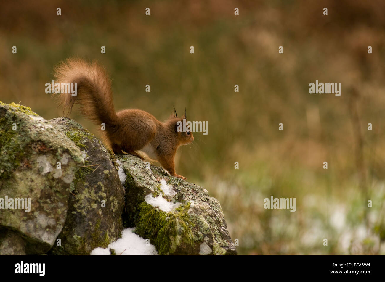 red squirrel running along a wall Stock Photo - Alamy