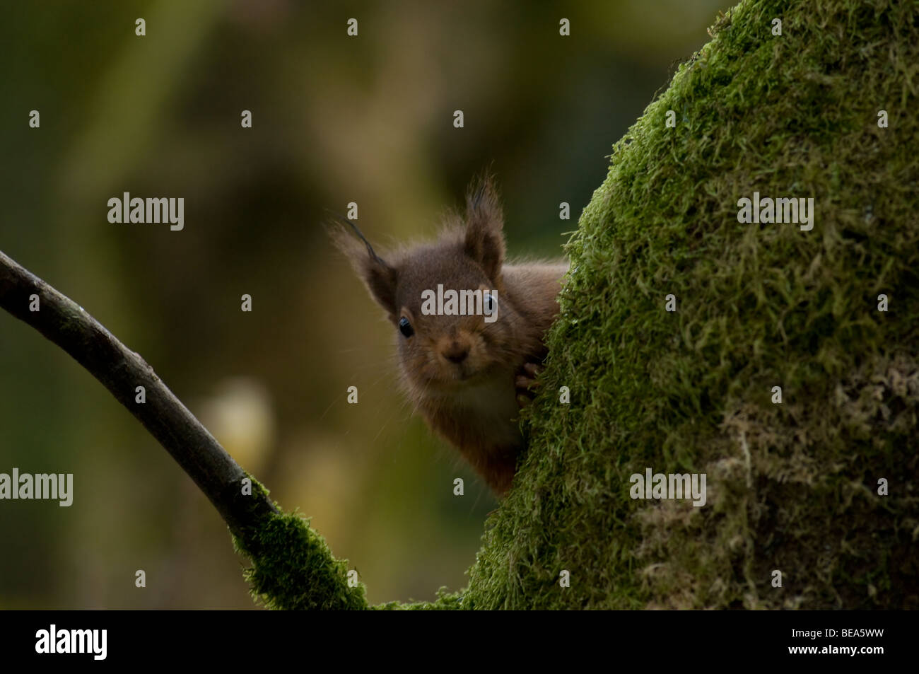 red squirrel peering around tree Stock Photo - Alamy