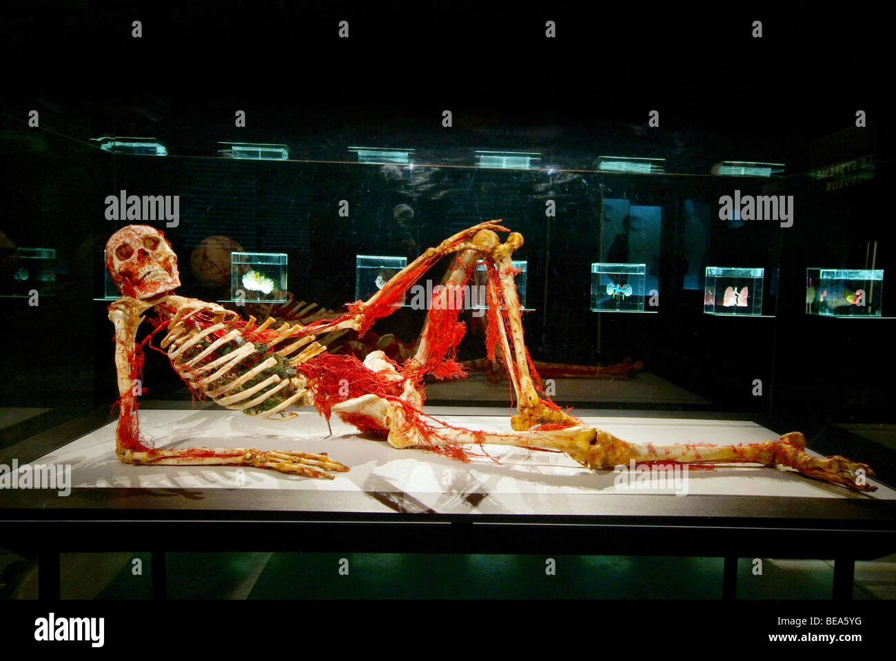 Human body exhibition hi-res stock photography and images - Alamy