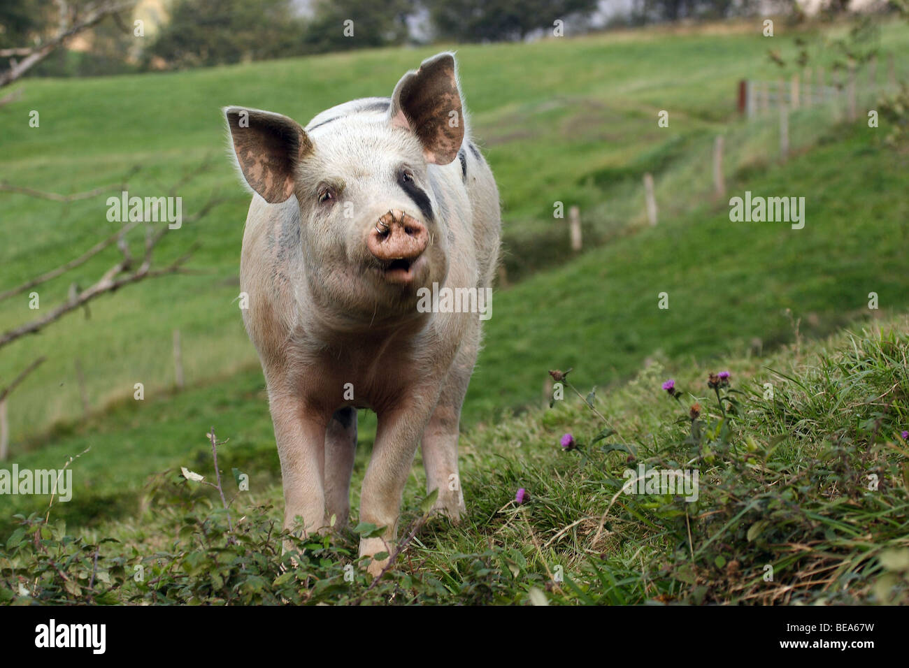 Aldudes hi-res stock photography and images - Alamy