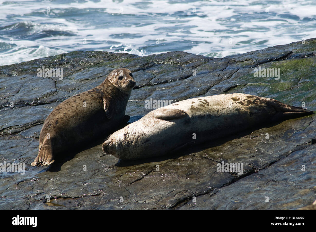 dh Common Seal SEAL UK Pair Common seals phoca vitulina basking ashore ...