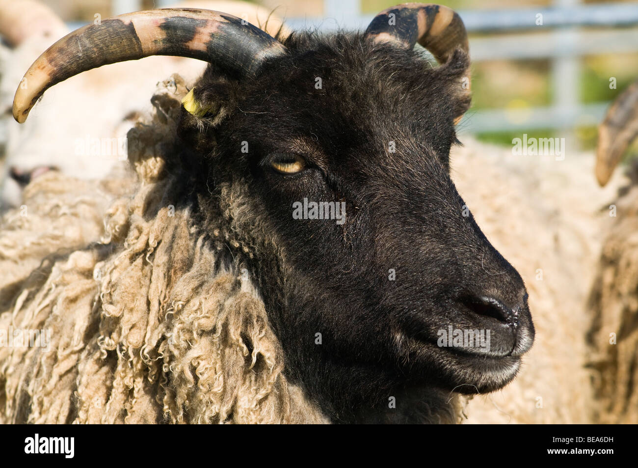 Ram face hi-res stock photography and images - Alamy