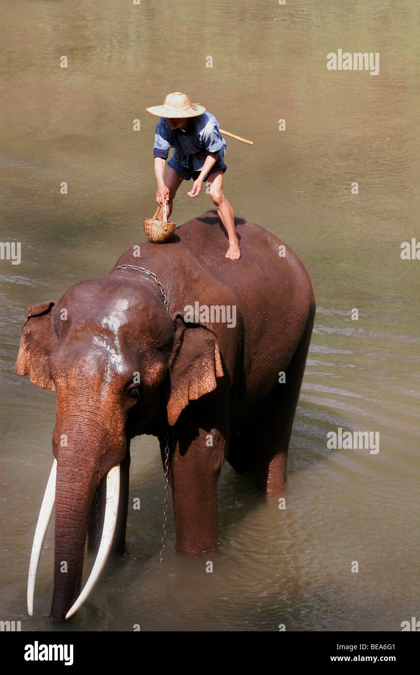 Thailand: elephant taming in Chaing Mai Stock Photo - Alamy