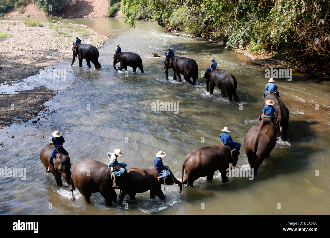 Thailand: elephant taming in Chaing Mai Stock Photo - Alamy
