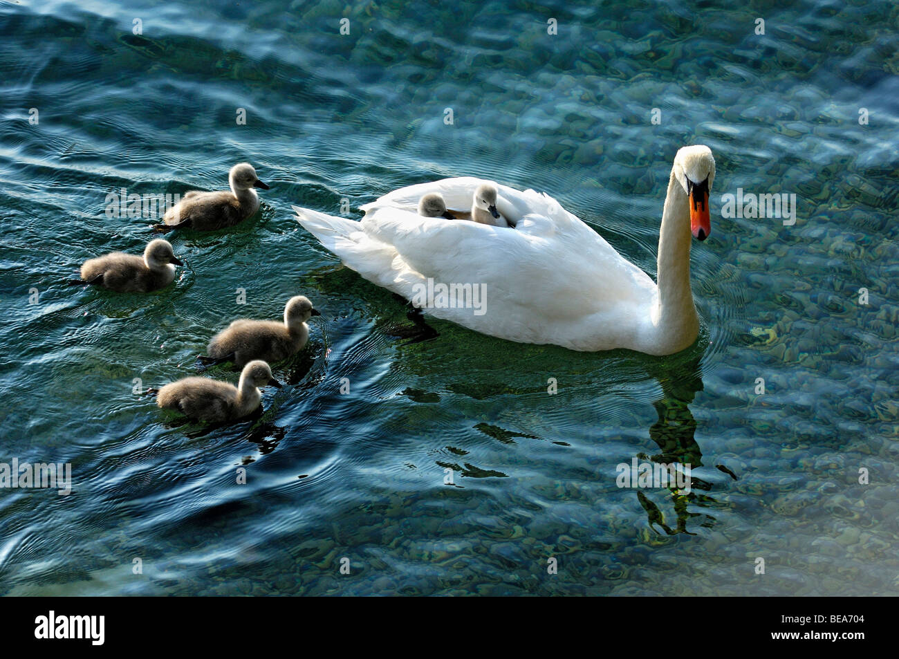 Swan and cygnet Stock Photo - Alamy