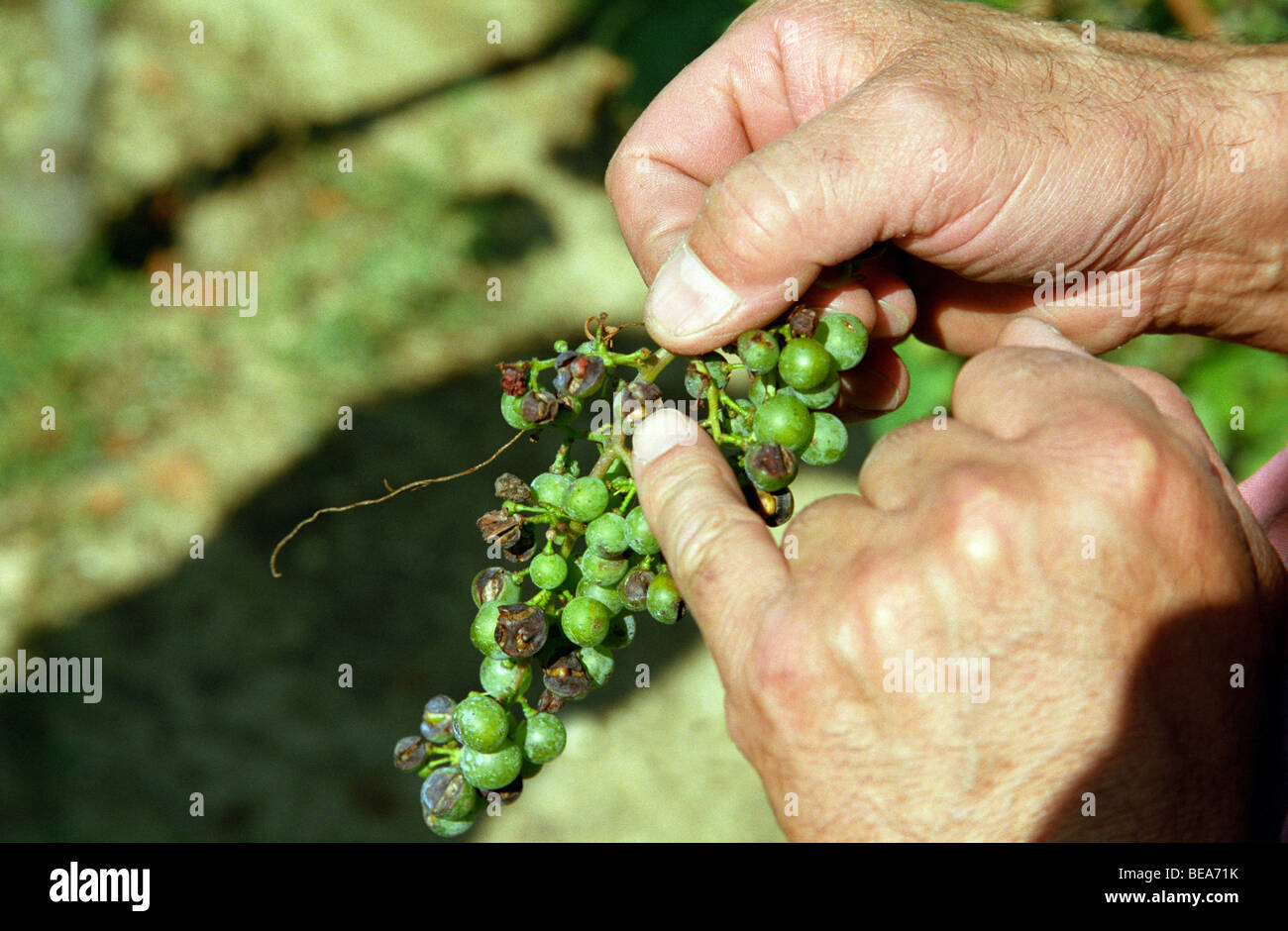 Vine damaged by hail hi-res stock photography and images - Alamy