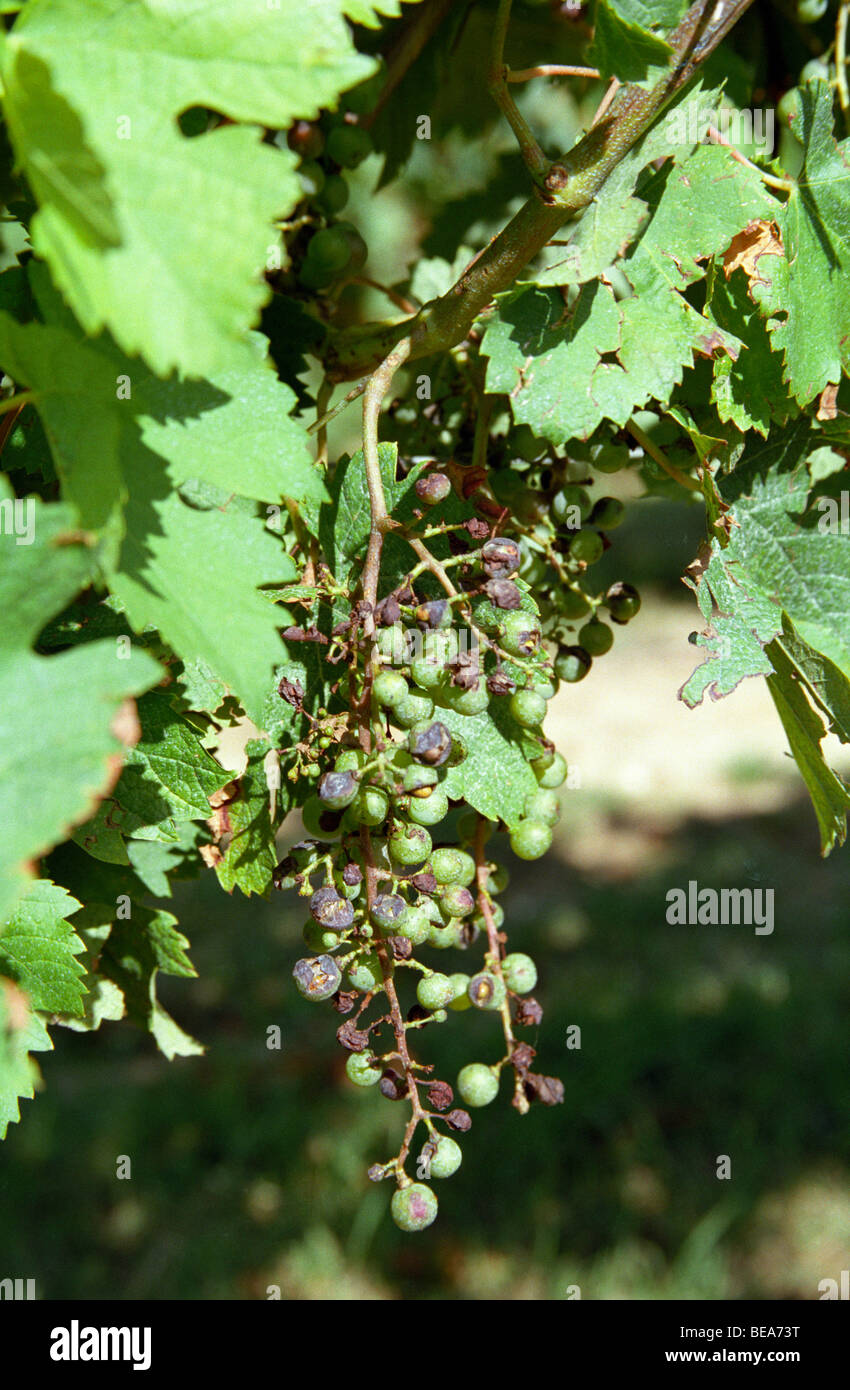 Vine damaged by hail, grapes burst chateau de castelnau entre deux mers ...