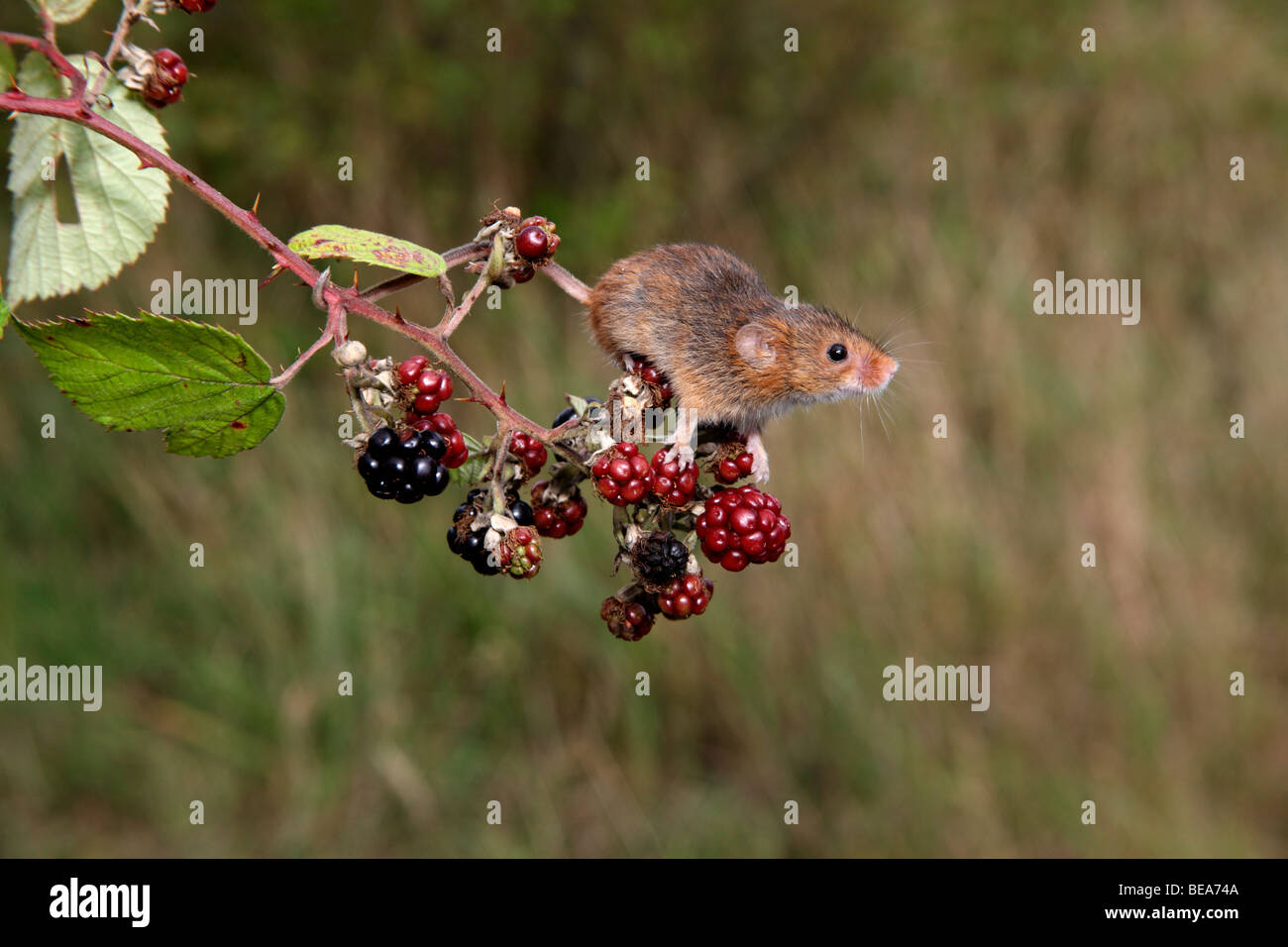 Harvest mouse, Micromys minutus, Bramble, Midlands, September 2009 ...