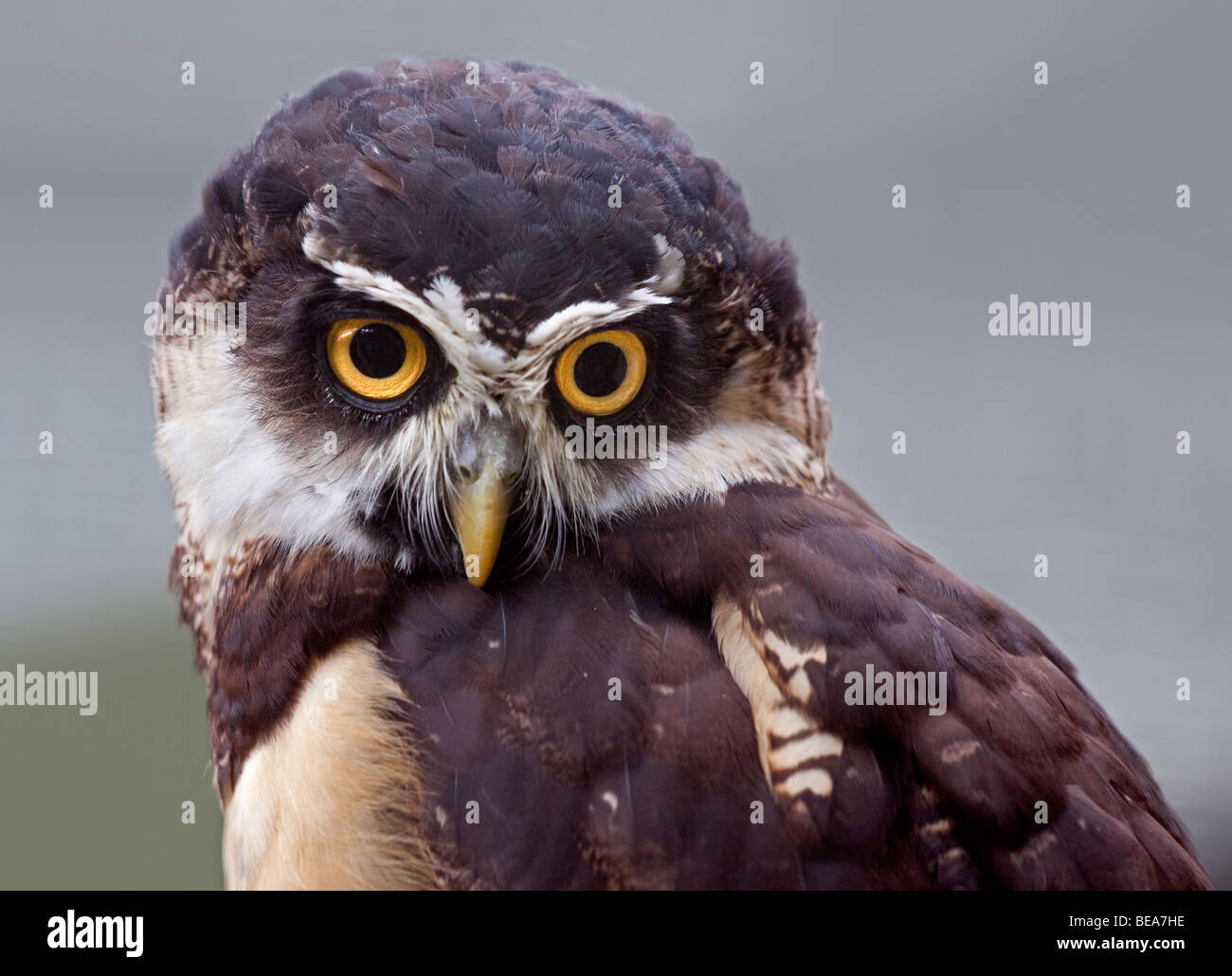 Spectacled owl hi-res stock photography and images - Alamy