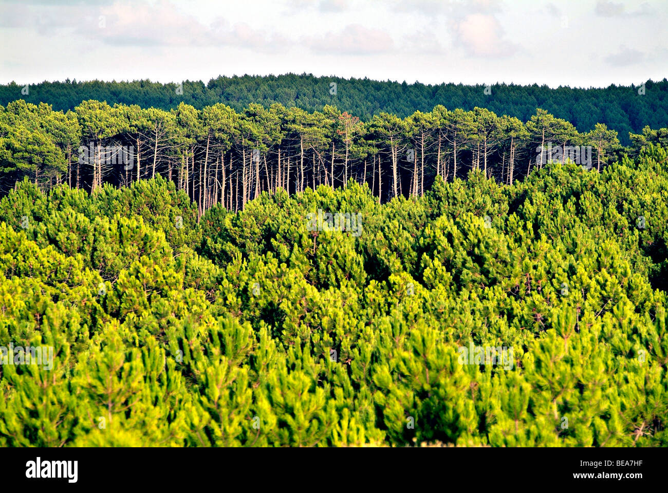 Forest of the Landes region: maritime pine Stock Photo - Alamy