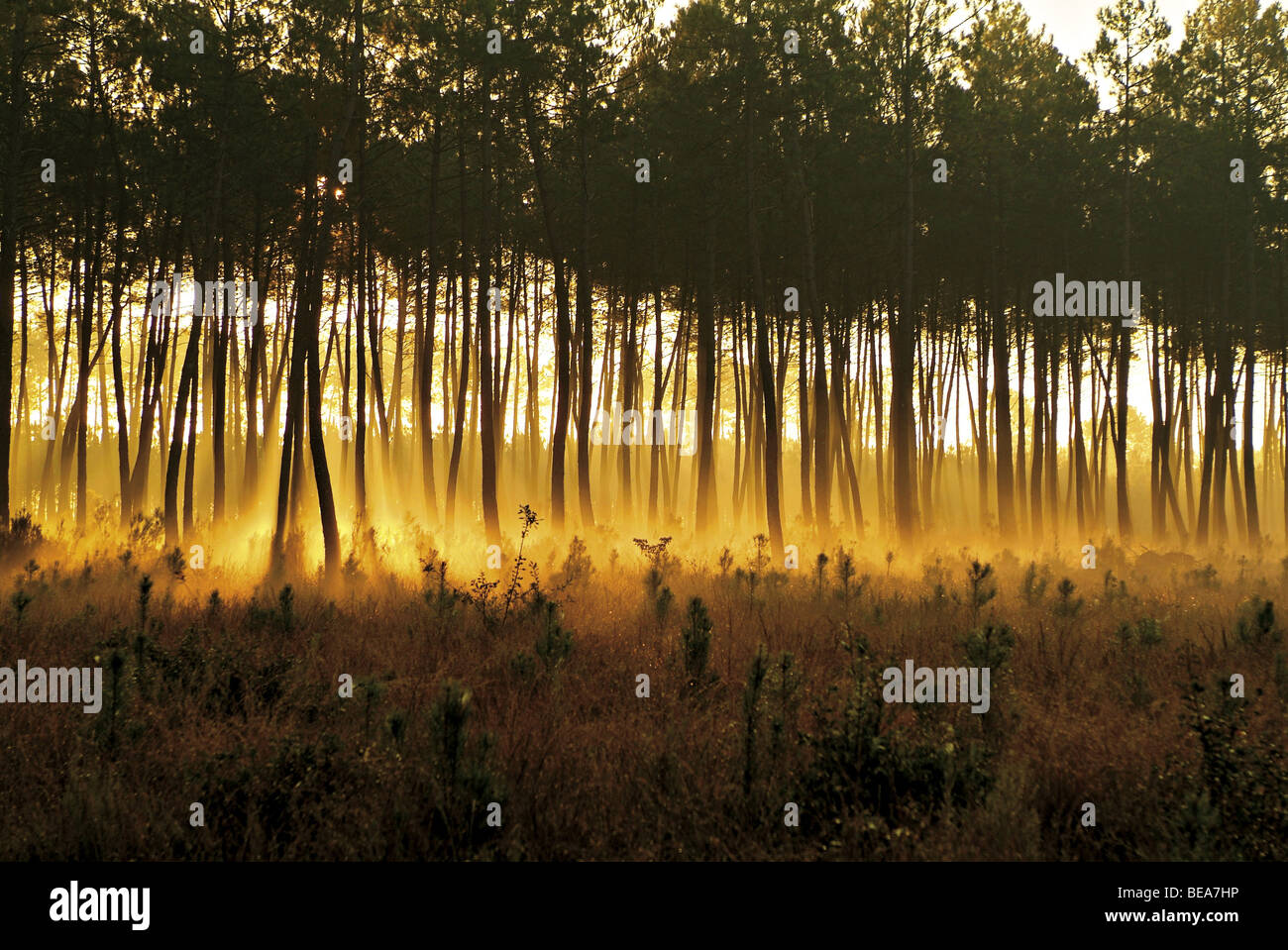 Forest of the Landes region: maritime pine Stock Photo - Alamy