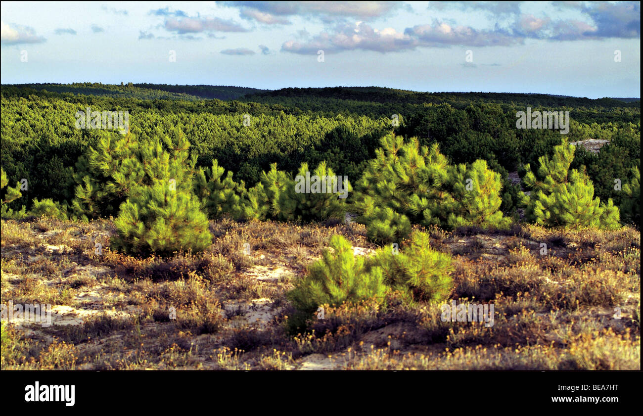 Forest of the Landes region: maritime pine Stock Photo - Alamy