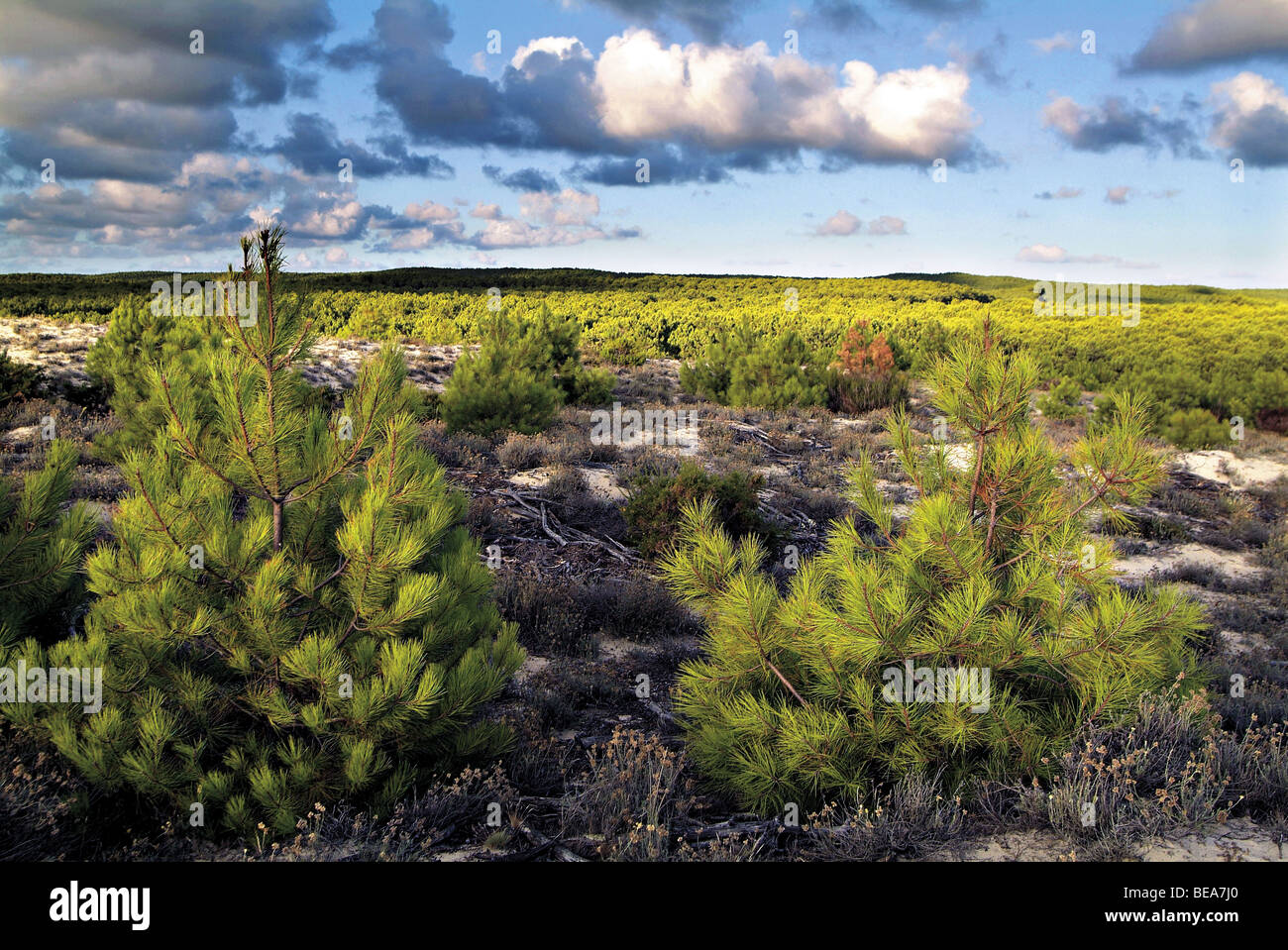 Forest of the Landes region: maritime pine Stock Photo - Alamy