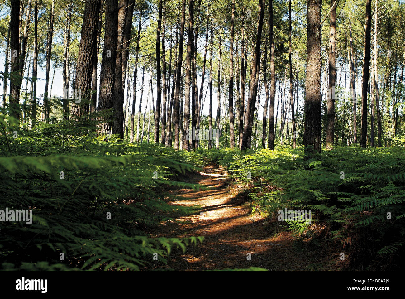 Forest of the Landes region: maritime pine Stock Photo - Alamy