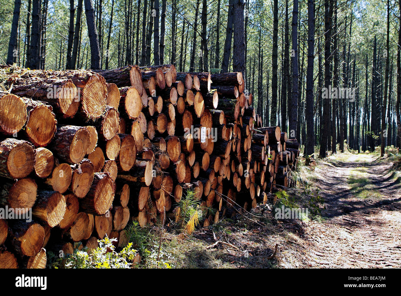 Forest of the Landes region: maritime pine Stock Photo - Alamy