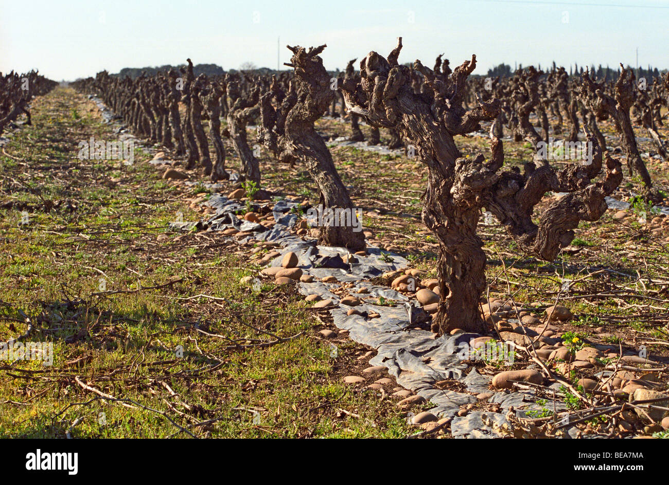 Campuget hi-res stock photography and images - Alamy