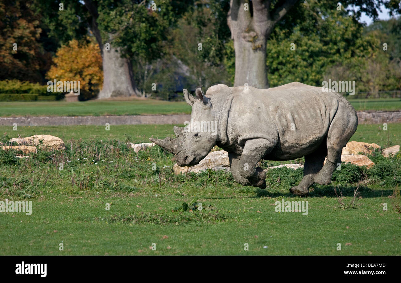 Rhino charge hi-res stock photography and images - Alamy