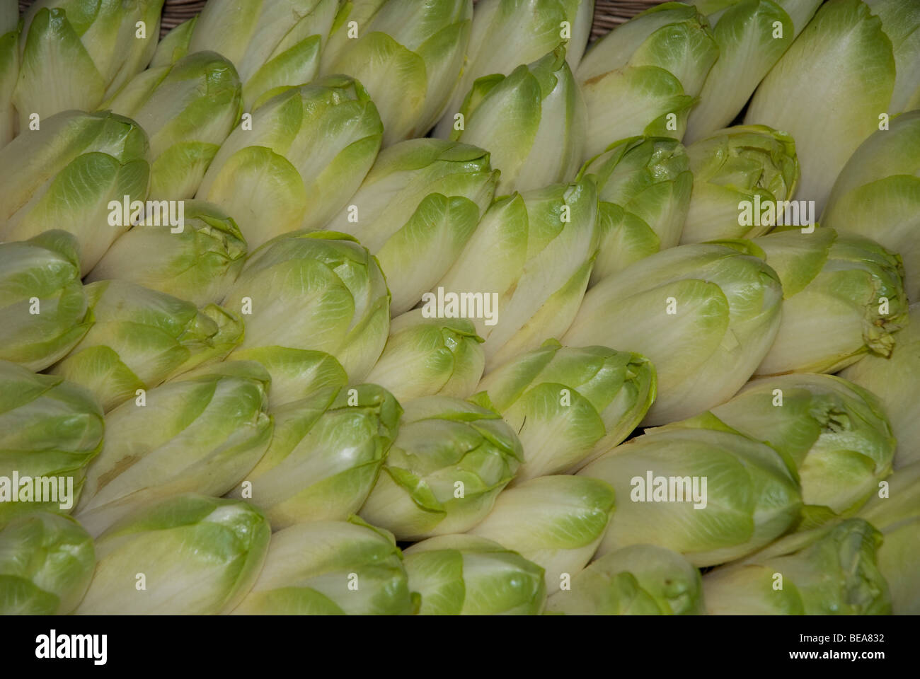 Box of fennel bulbs Stock Photo - Alamy