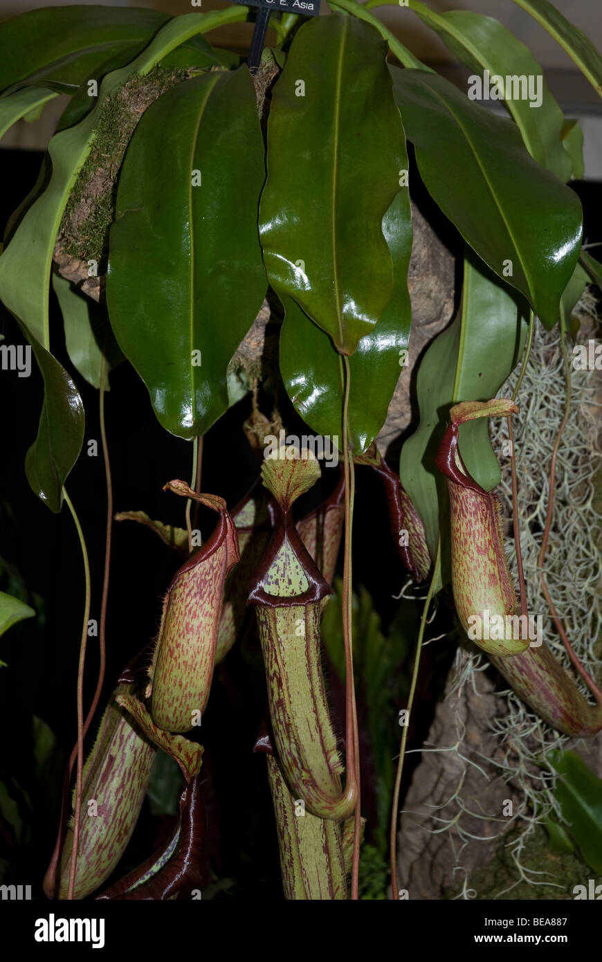 Juthatip Soper Pitcher Plant Stock Photo - Alamy