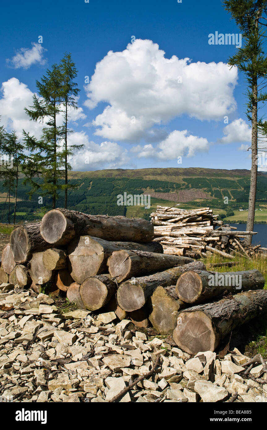dh LOCH TAY PERTHSHIRE Forestry tree trunks log pile scotland forest ...