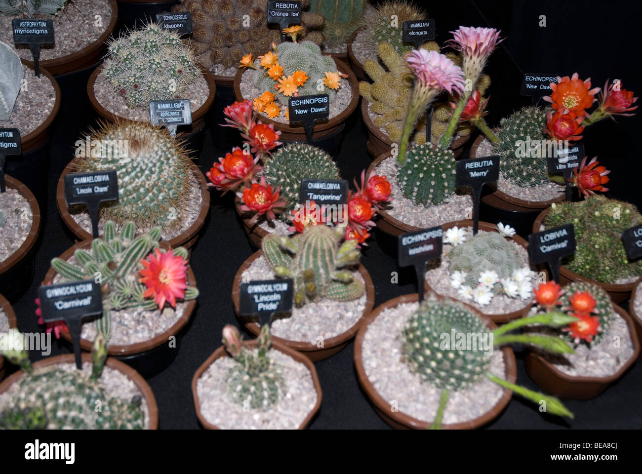 Cacti display uk hi-res stock photography and images - Alamy