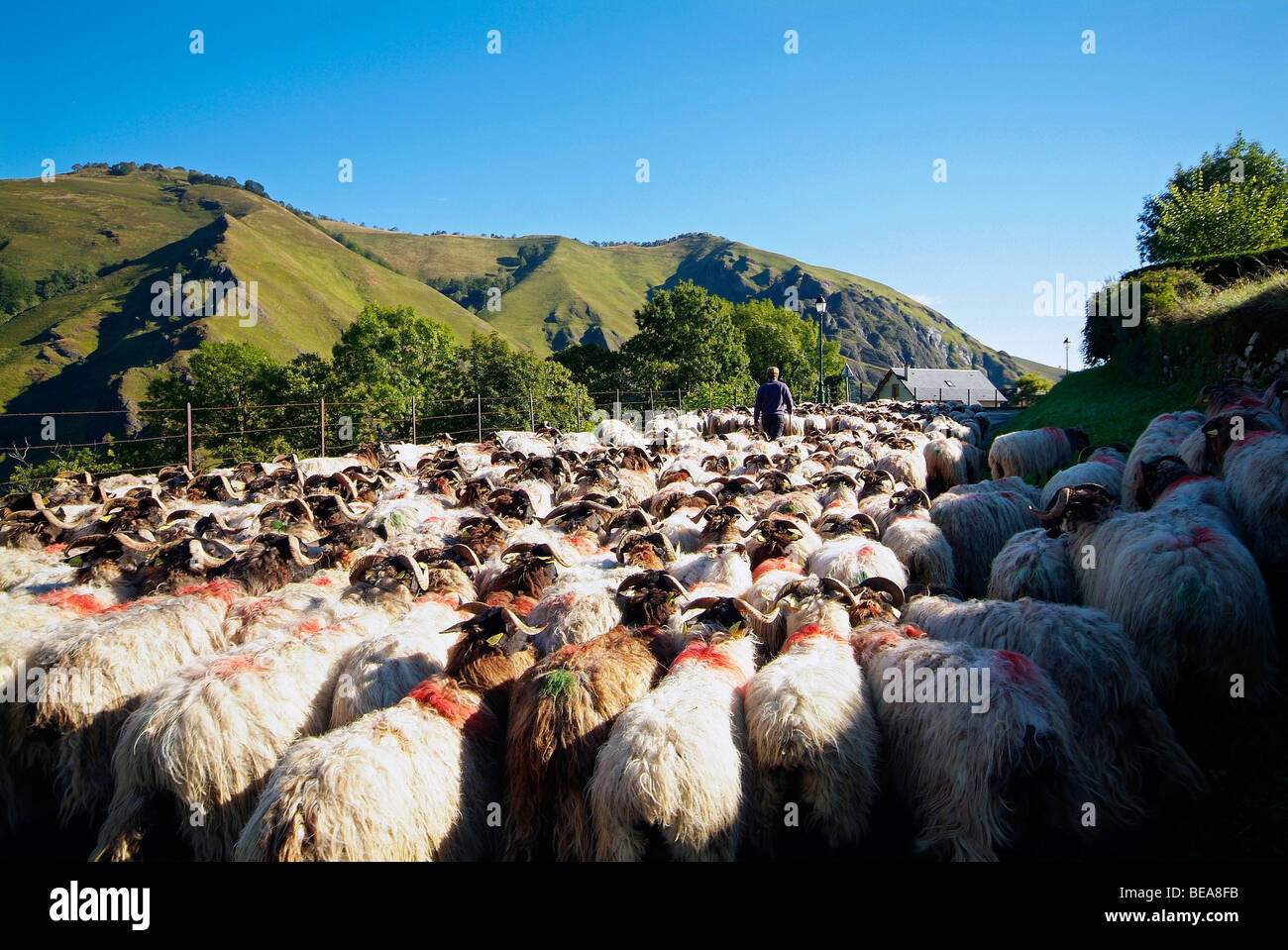 Larrau (64): sheep transhumance Stock Photo - Alamy