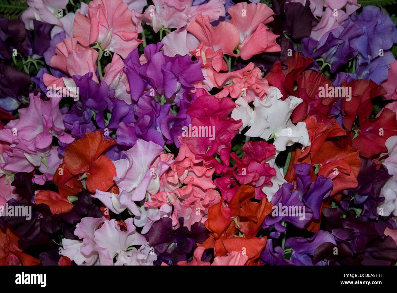 Spencer Sweet Peas mixed Stock Photo - Alamy