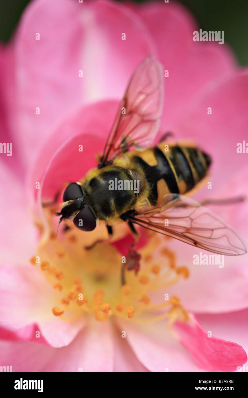 Bee gathering pollen from a rose Stock Photo - Alamy