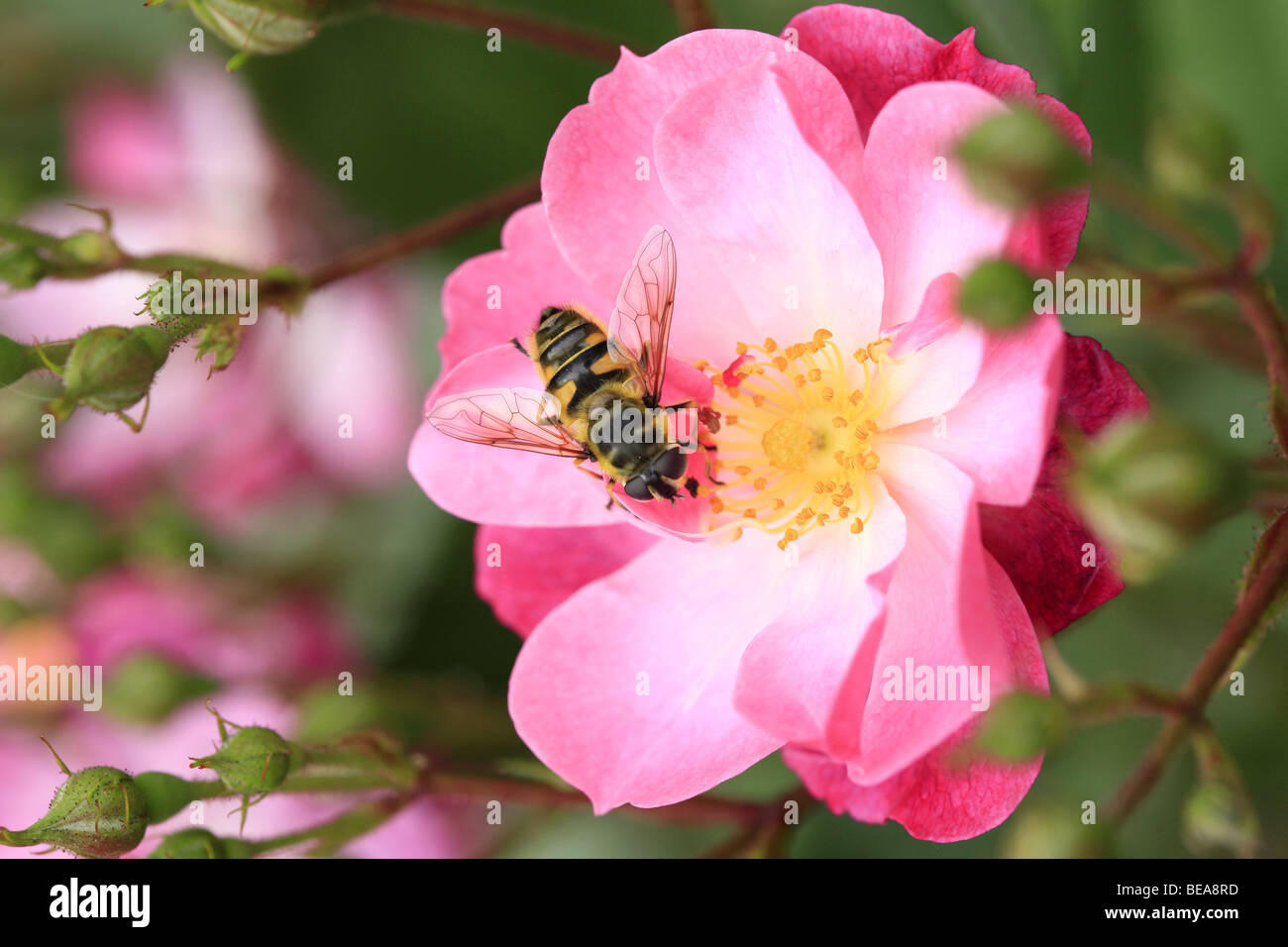 Pollen of a rose flower hi-res stock photography and images - Alamy