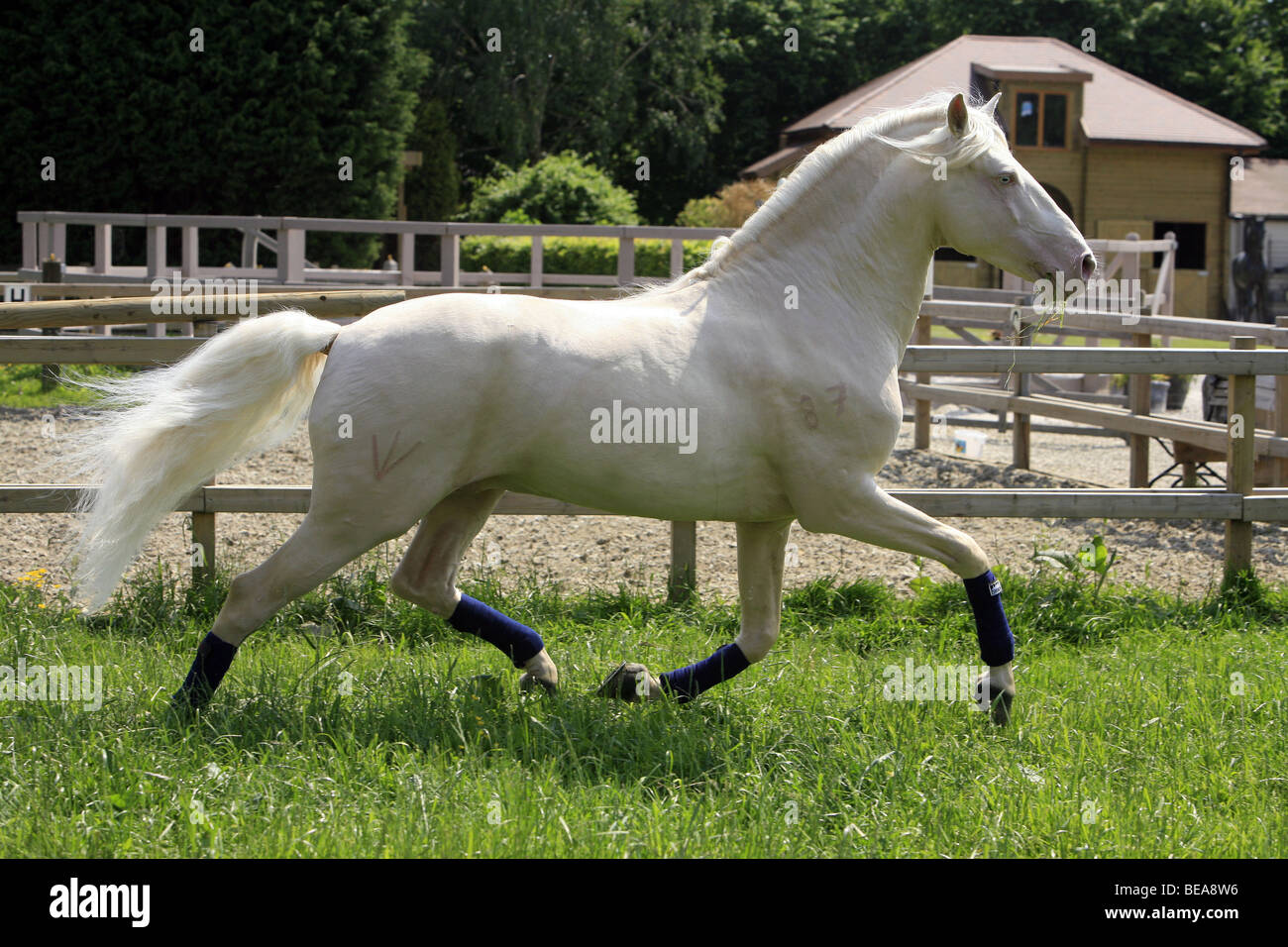 Lusitano horse hi-res stock photography and images - Alamy