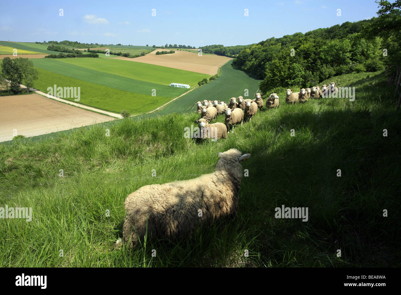 Countryside landscape of the Pas de Calais department (62 Stock Photo ...