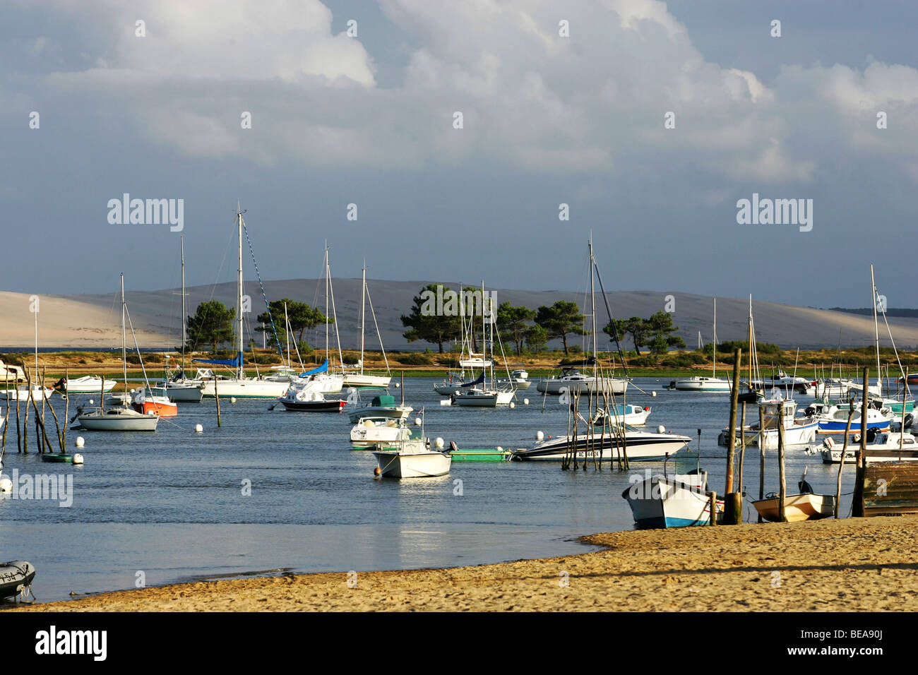 Cape ferret hi-res stock photography and images - Alamy