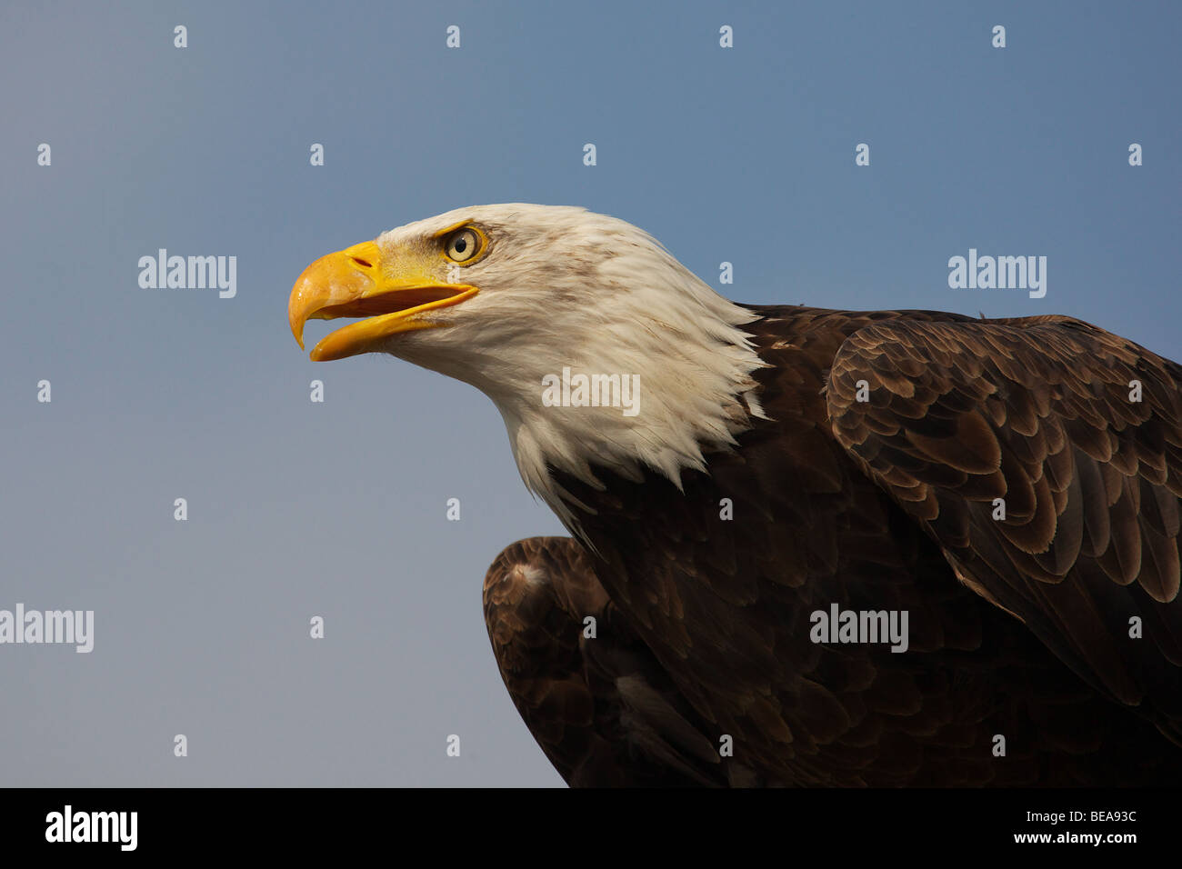 Side view of an American Bald Eagle Stock Photo - Alamy