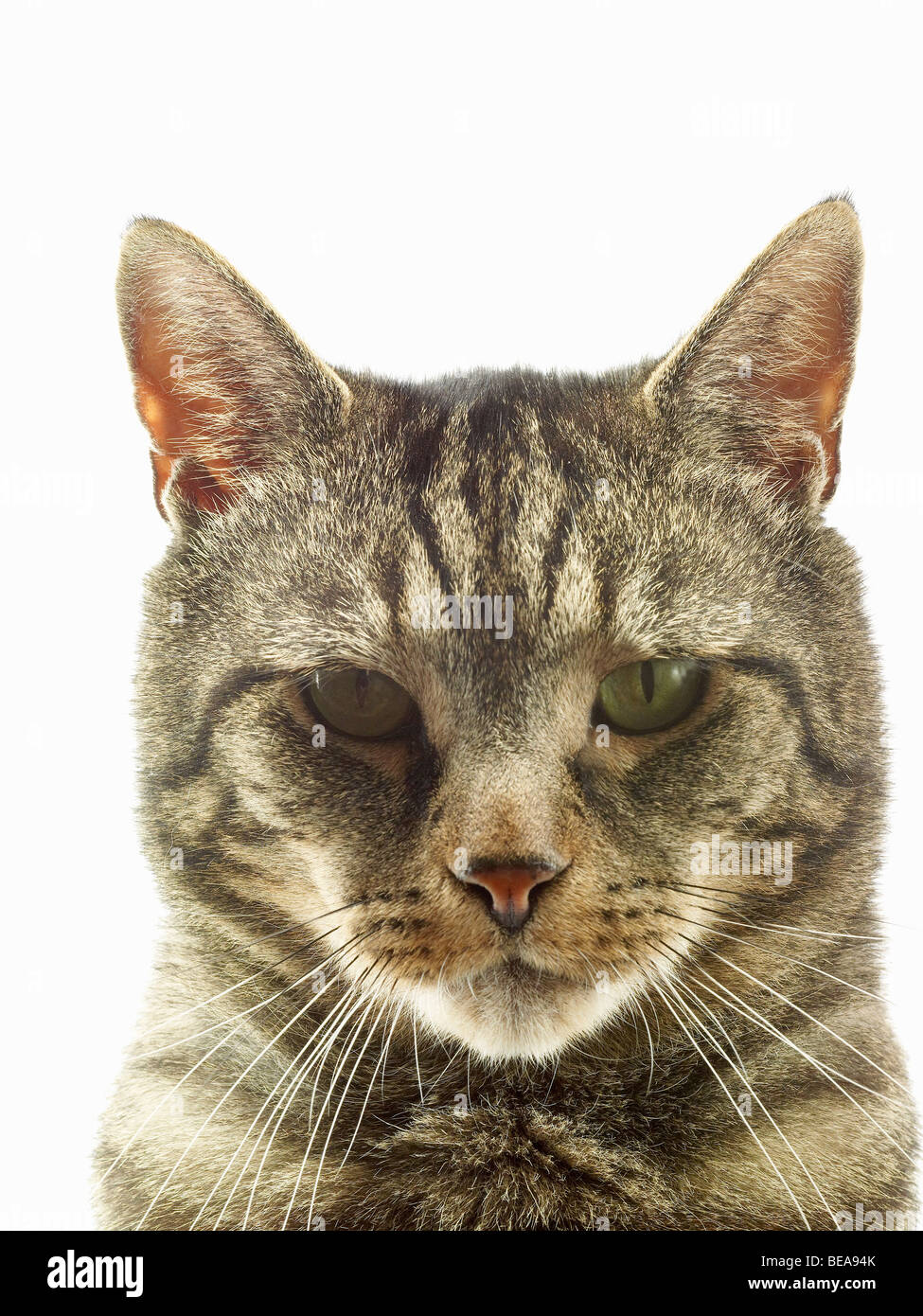 Close up front view tabby hi-res stock photography and images - Alamy