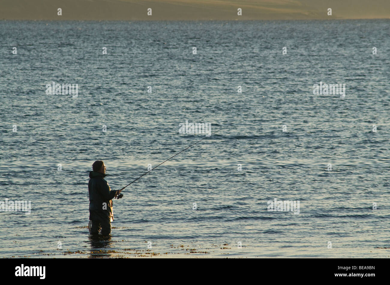 dh Angler rod fishing SCAPA FLOW ORKNEY Wading fisherman off shore ...