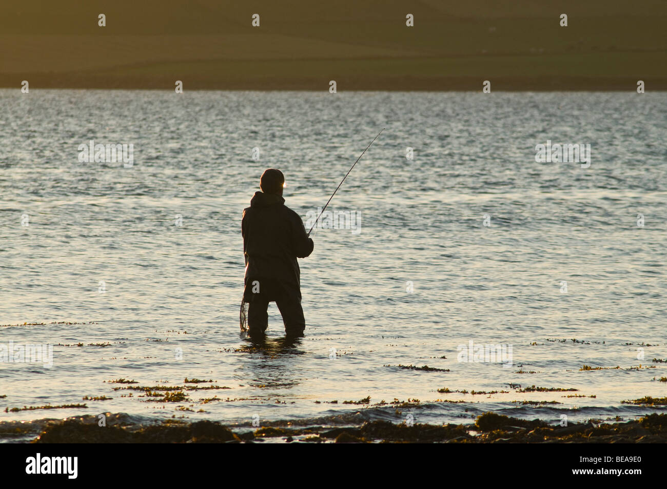 dh Rod fishing SCAPA FLOW ORKNEY Wading fisherman angler off shore ...